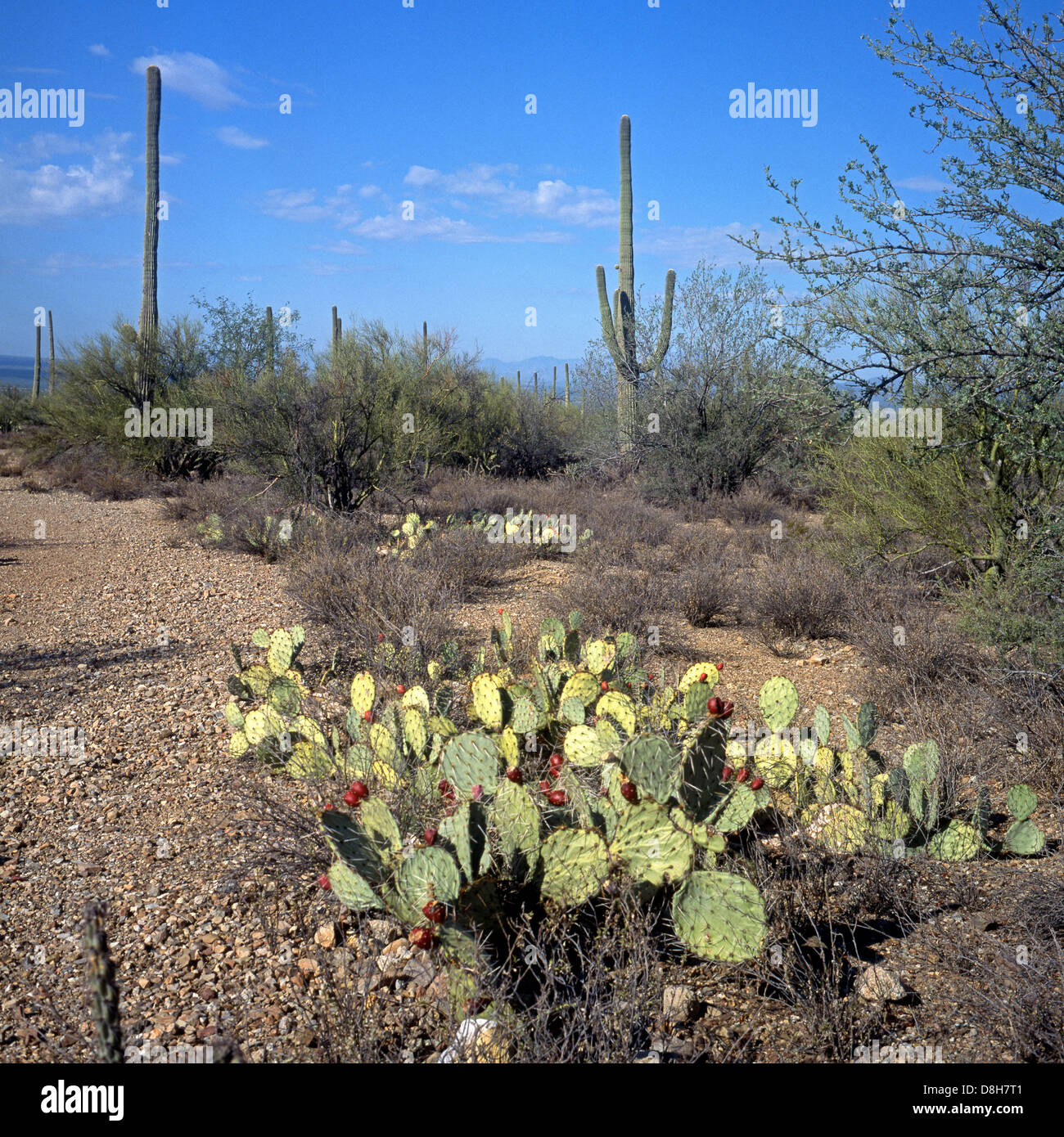 Cacti in the desert, Arizona, USA, North America Stock Photo - Alamy