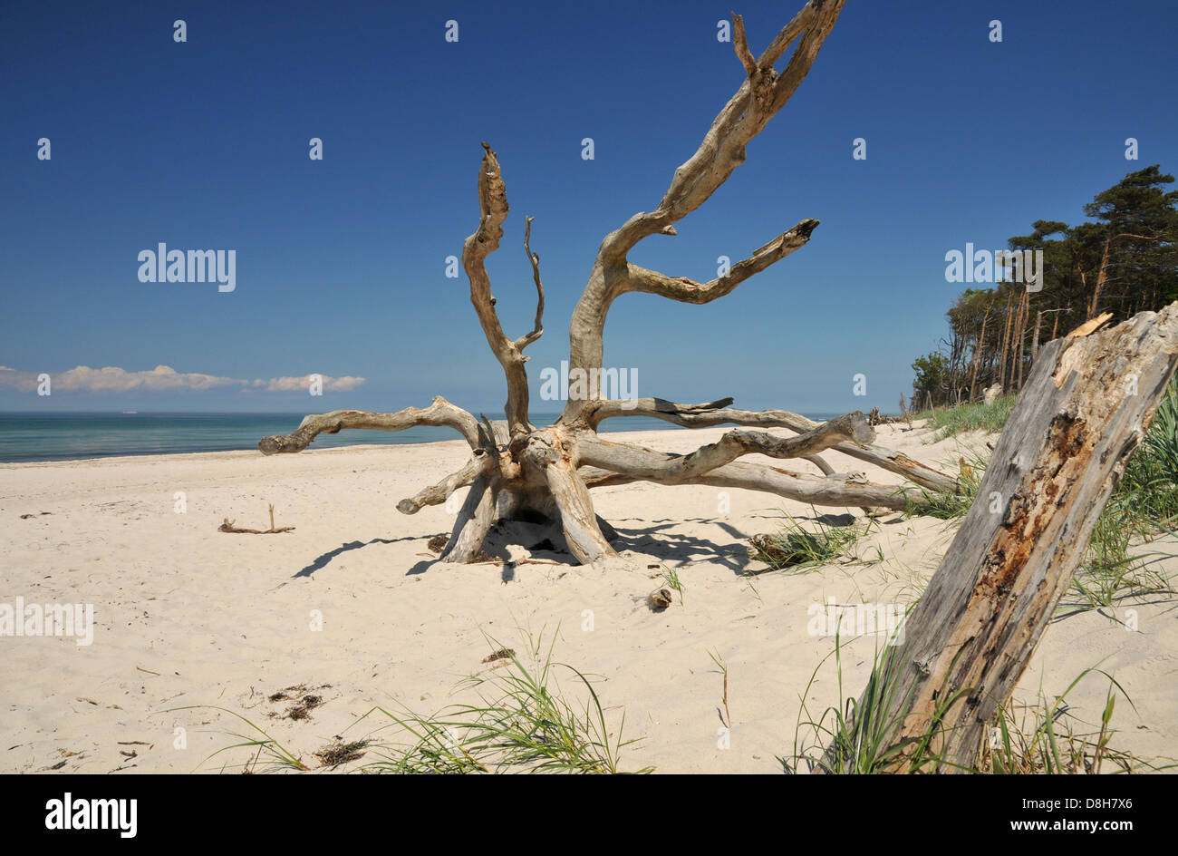 Tree flotsam hi-res stock photography and images - Alamy
