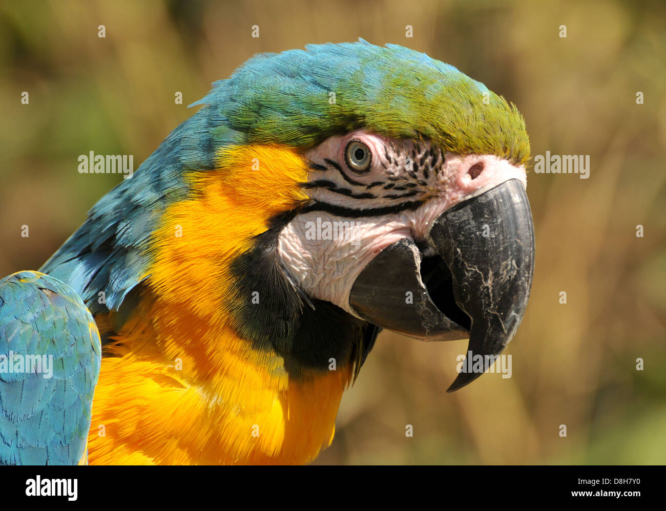 Ara papagei hi-res stock photography and images - Alamy