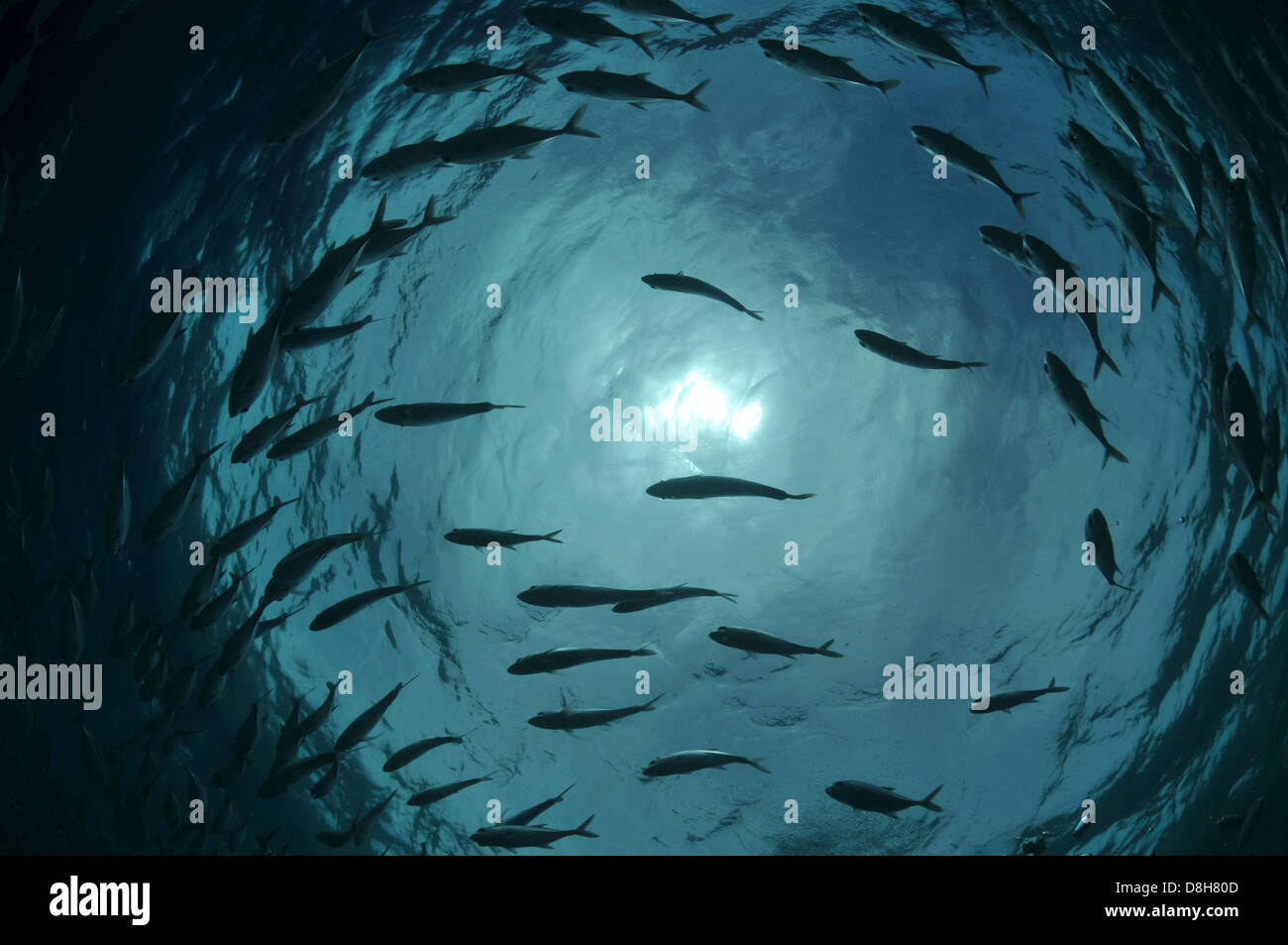 Fish in the sunlight Stock Photo - Alamy