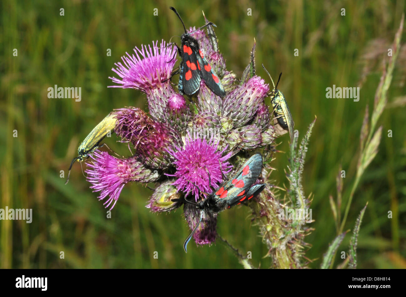 Variable burnet moth hi-res stock photography and images - Alamy