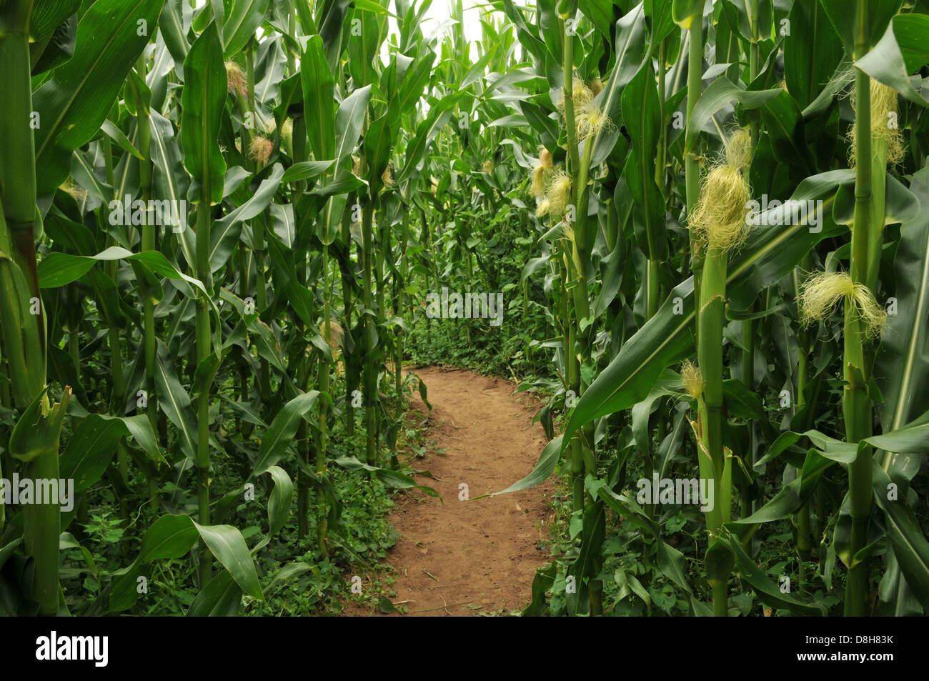 Corn Maze High Resolution Stock Photography and Images - Alamy