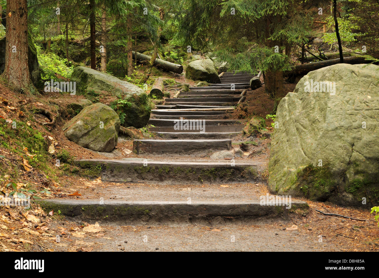 Steps in the forest Stock Photo - Alamy