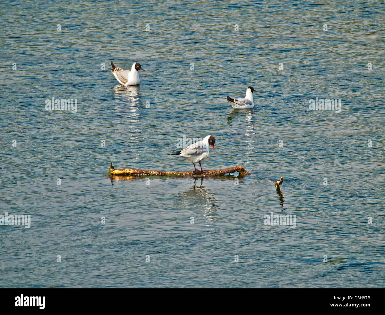 Black headed gull on River Roibble, Preston, Lancashire, UK Stock Photo ...