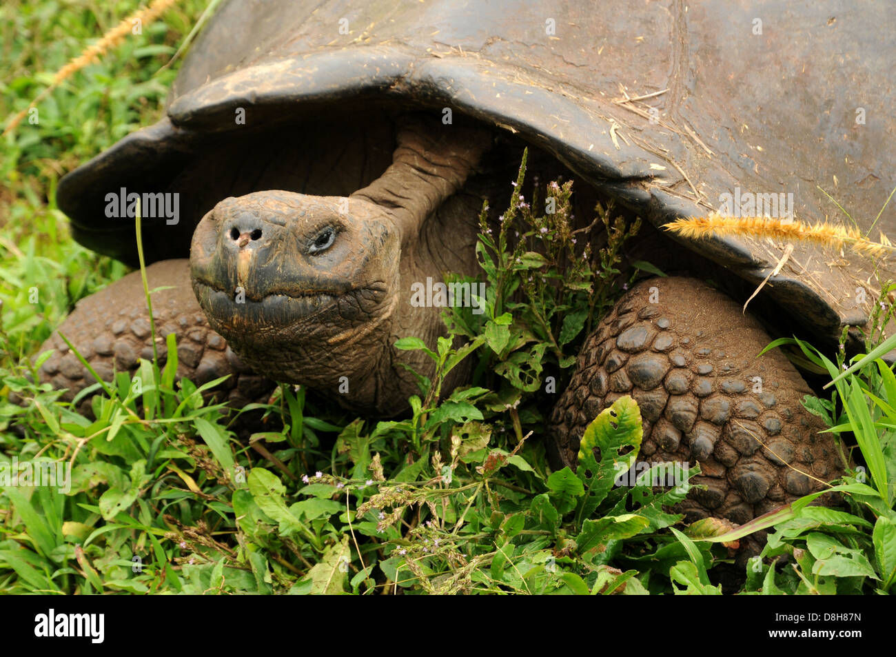 Galapagos giant tortoise Stock Photo - Alamy