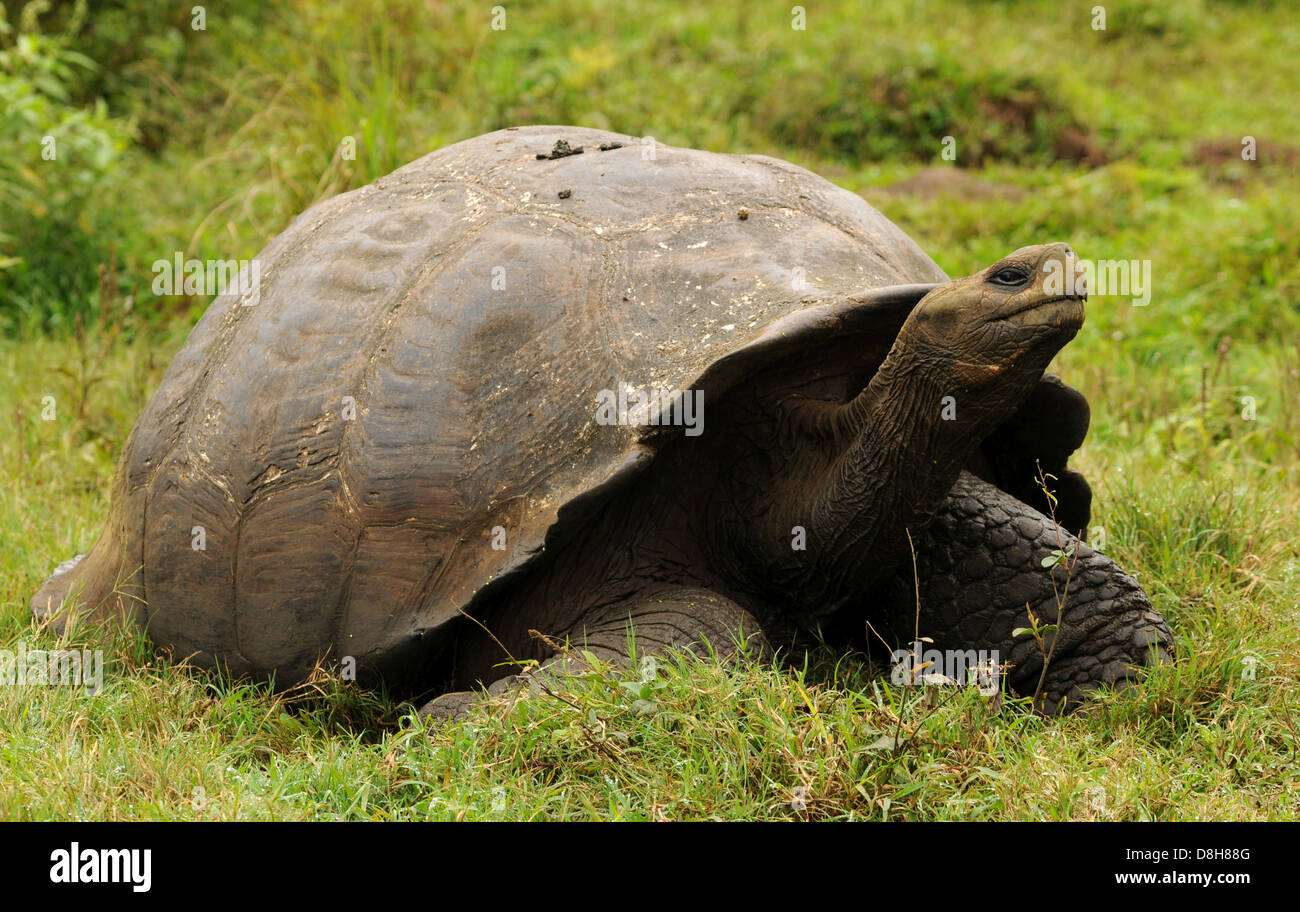 Galapagos giant tortoise Stock Photo - Alamy