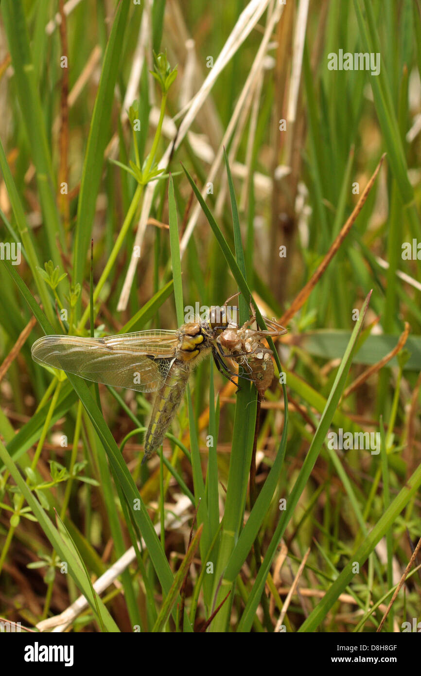 Four winged insects hi-res stock photography and images - Alamy
