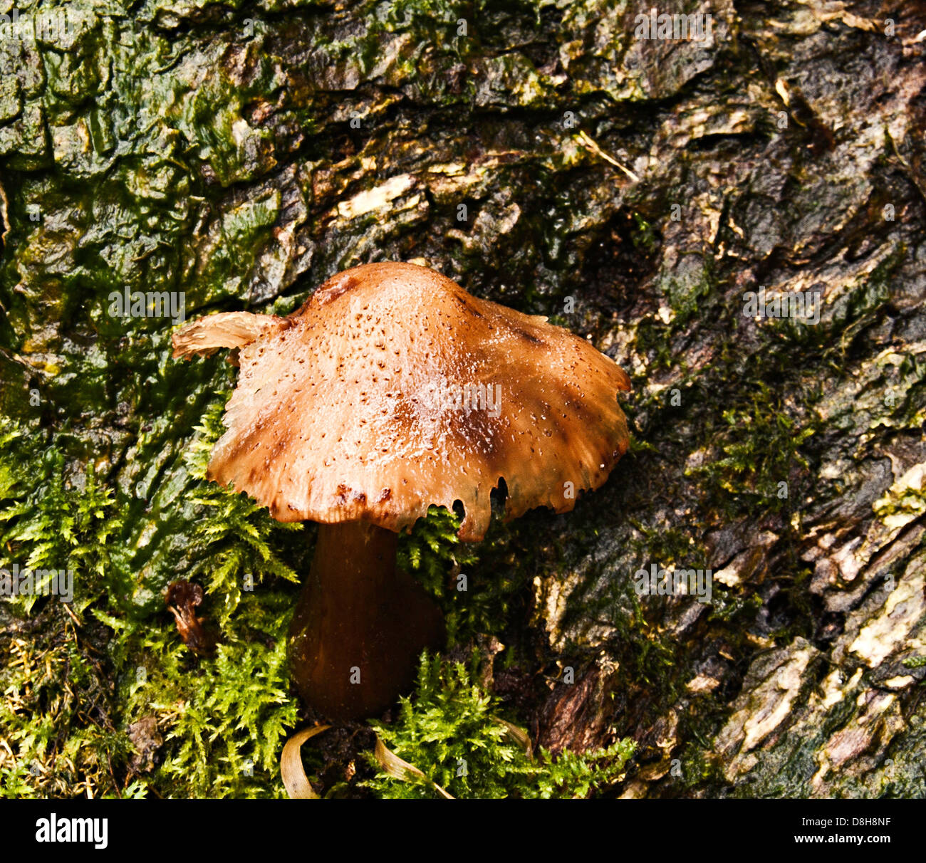 Inocybe napipes Bulbous Fibrecap Stock Photo - Alamy