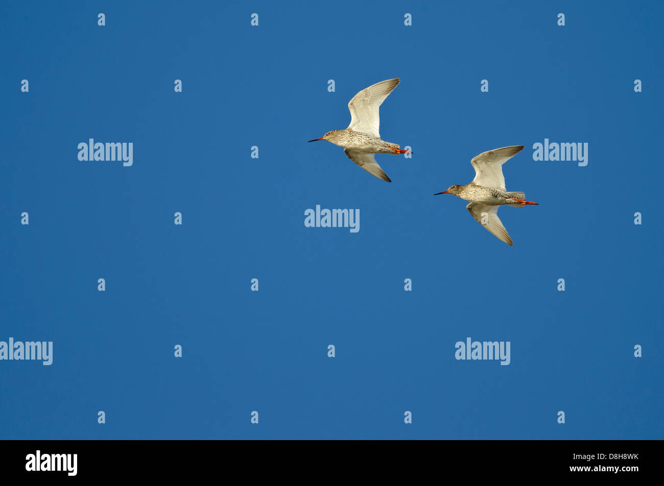 Two flying redshanks hi-res stock photography and images - Alamy