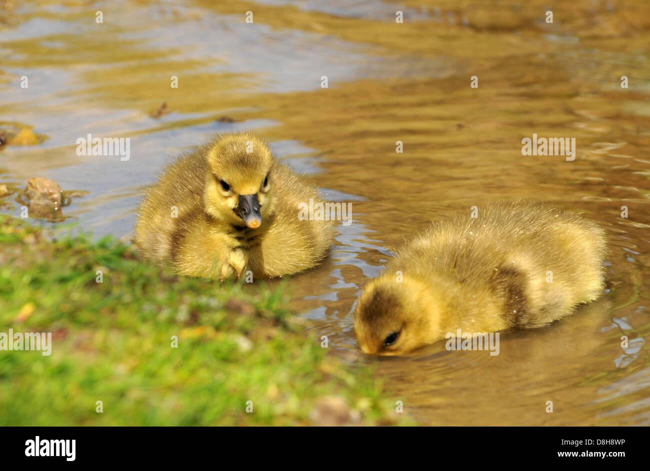 Grey Duck Baby High Resolution Stock Photography and Images - Alamy