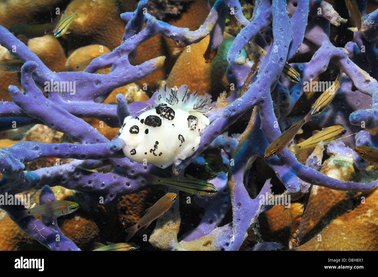 Splendor star snail hi-res stock photography and images - Alamy