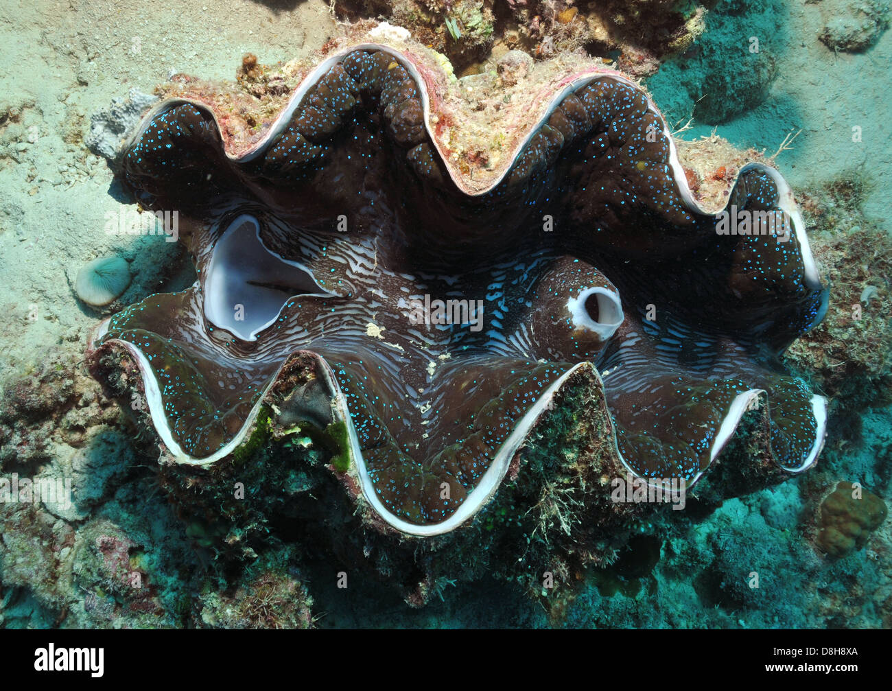 Giant Clam South Pacific High Resolution Stock Photography and Images ...