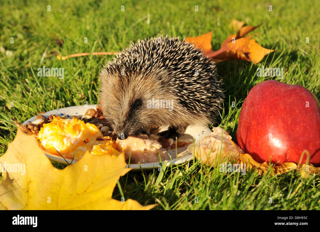 Gnaw hi-res stock photography and images - Alamy