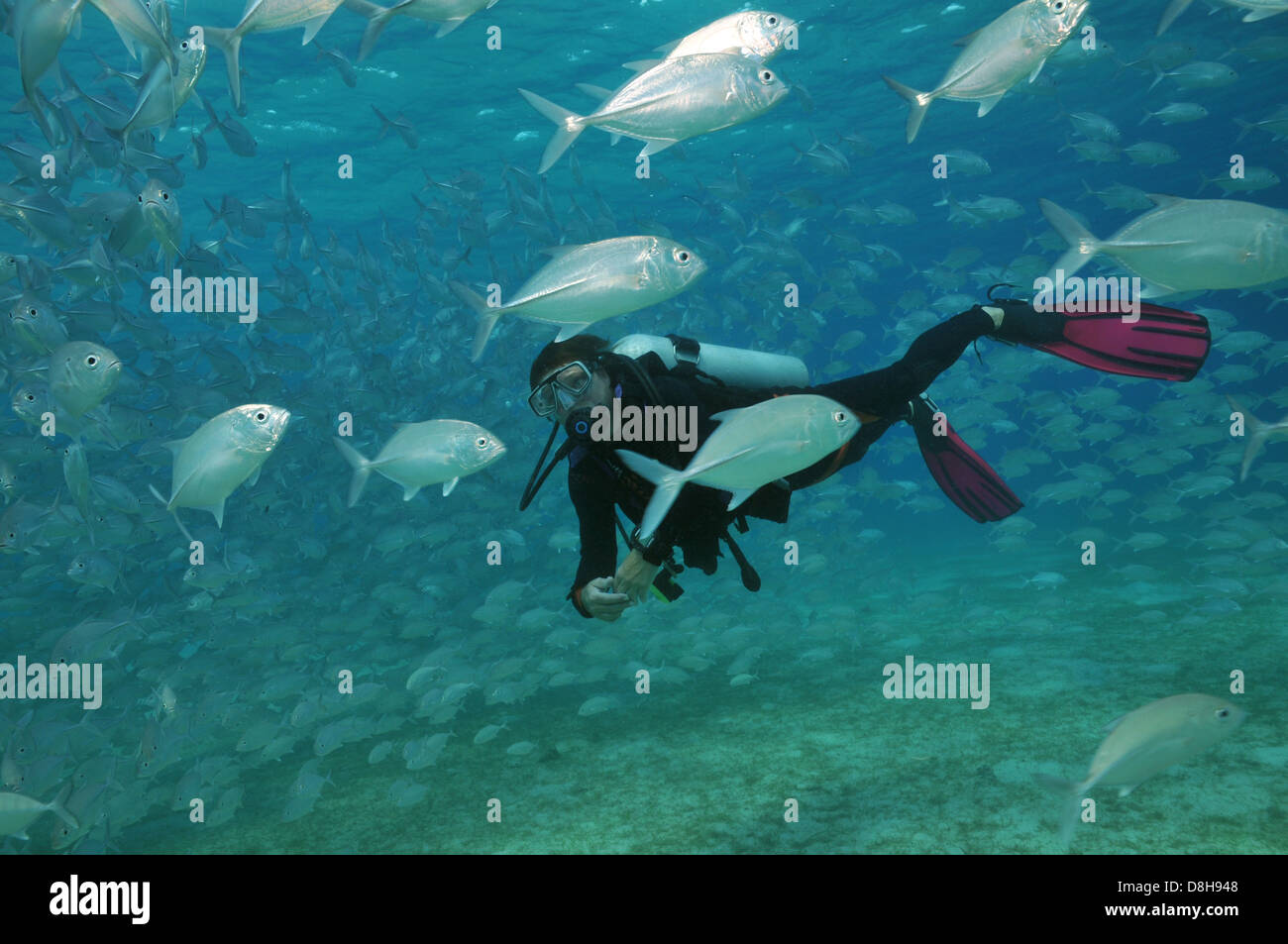 Jack fish hi-res stock photography and images - Alamy