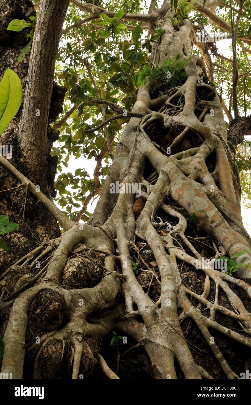 Epiphyte with aerial roots hi-res stock photography and images - Alamy