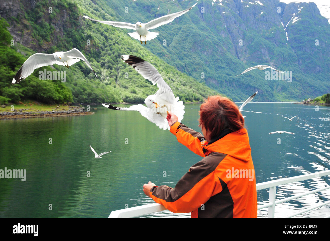 Fjords norway gulls hi-res stock photography and images - Alamy