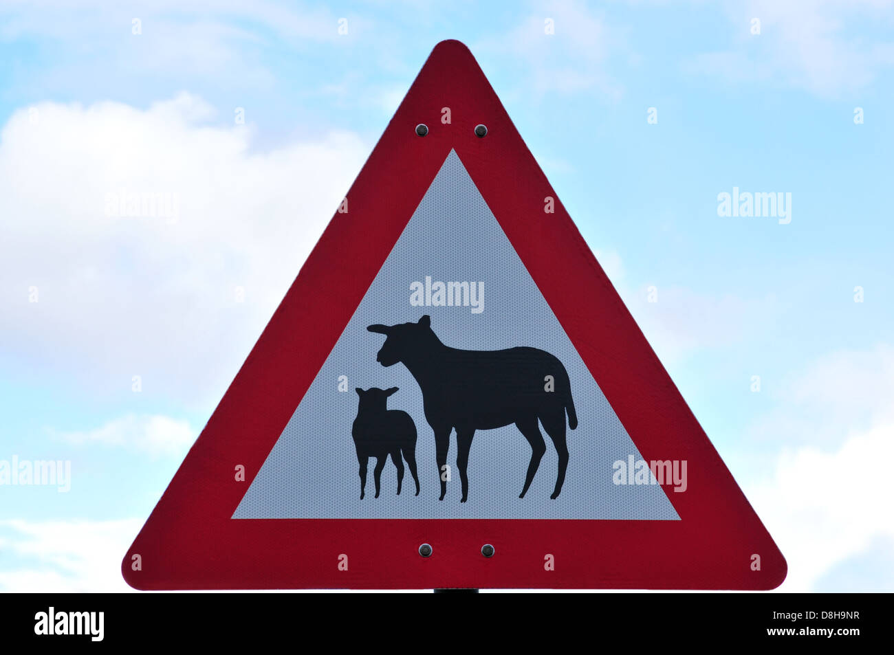 Road traffic sign warning sheep hi-res stock photography and images - Alamy