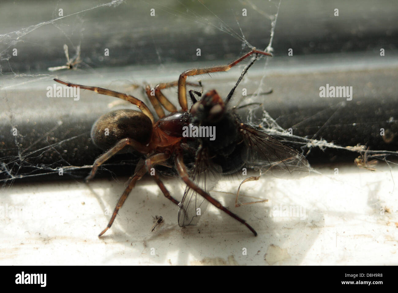 Spider catching a house fly on a window sill Stock Photo - Alamy