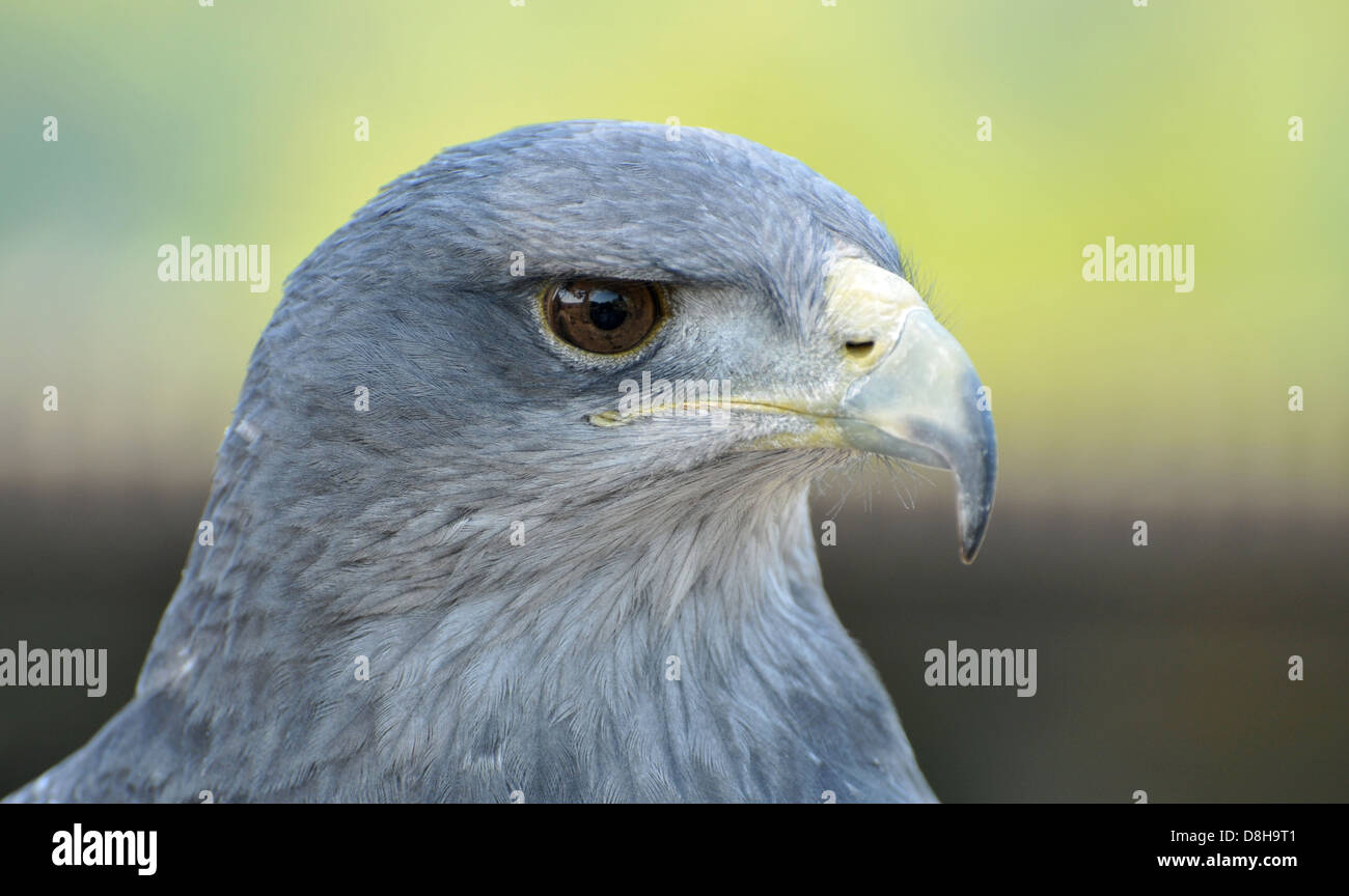 Hawk Like Bird Stock Photos & Hawk Like Bird Stock Images - Alamy