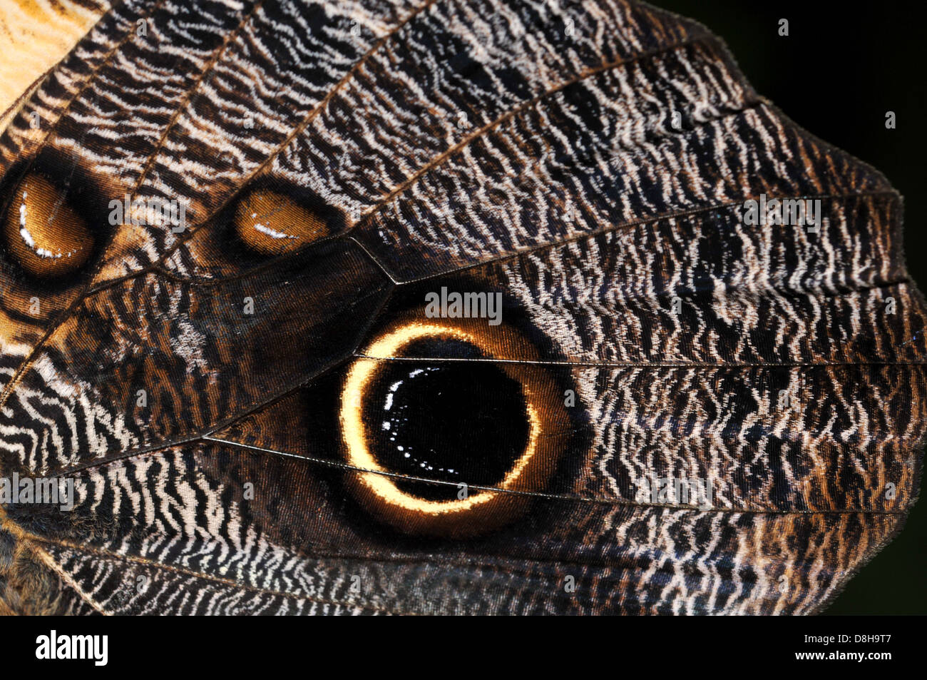 Philippines butterfly hi-res stock photography and images - Alamy