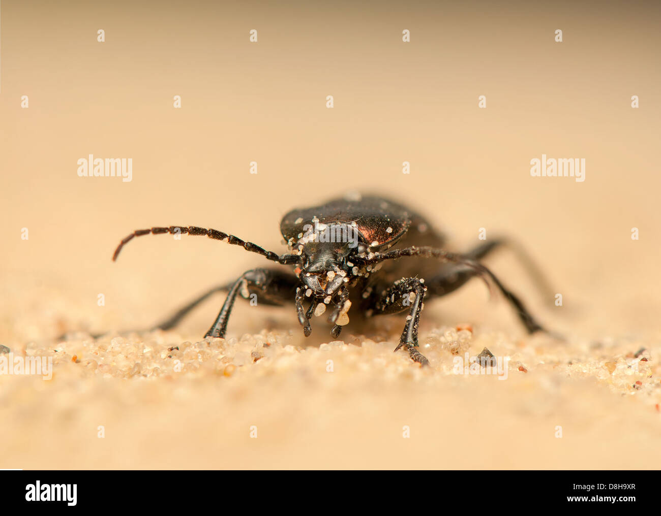 Carabus Arcensis High Resolution Stock Photography and Images - Alamy
