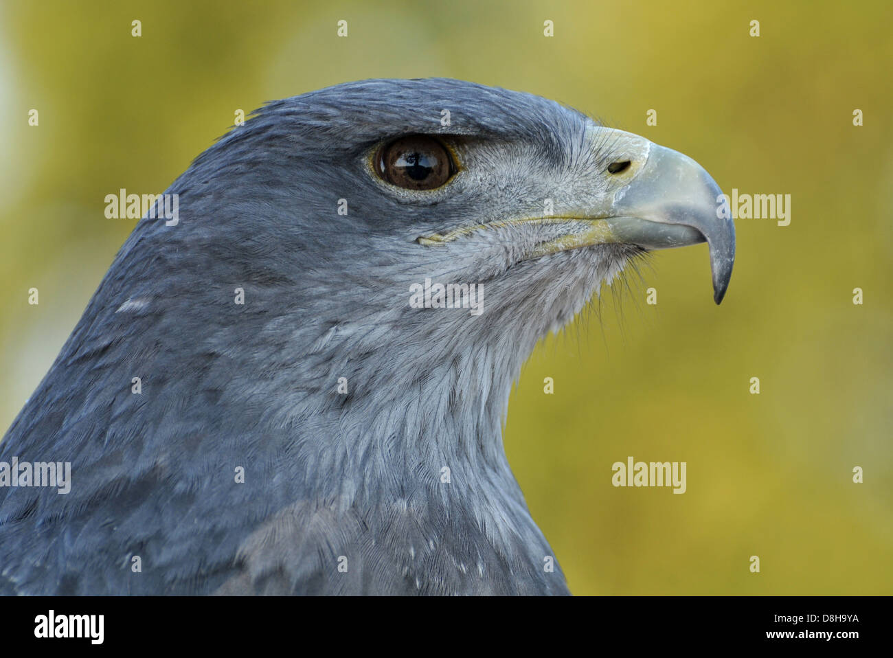 Bussardkopf hi-res stock photography and images - Alamy