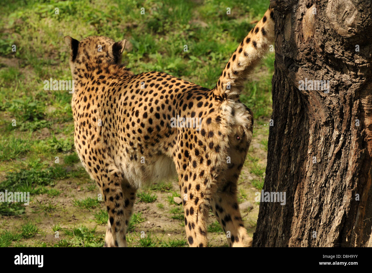 Cheetah uses scent mark Stock Photo - Alamy
