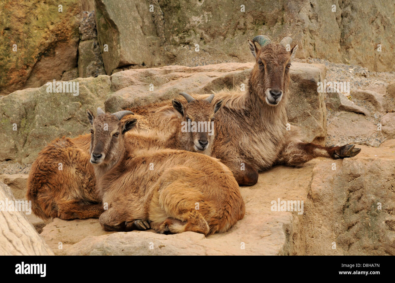 Himalayan tahr Stock Photo - Alamy