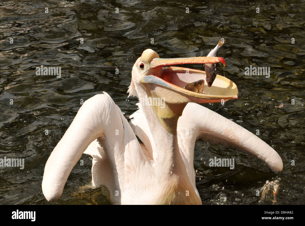 Pelican fish hi-res stock photography and images - Alamy
