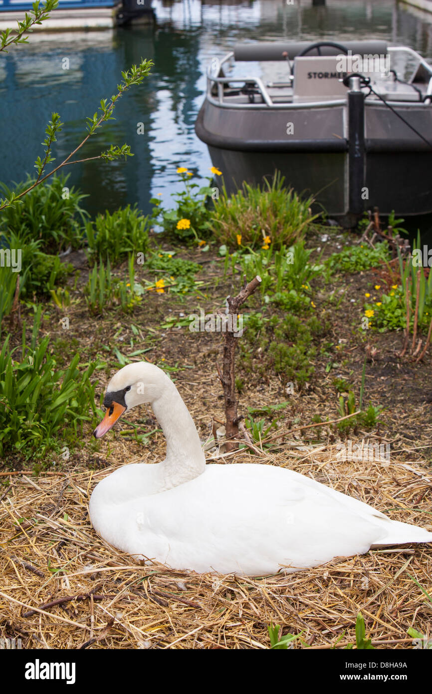 A Swan nesting amongst floating houses in Amsterdam Stock Photo - Alamy