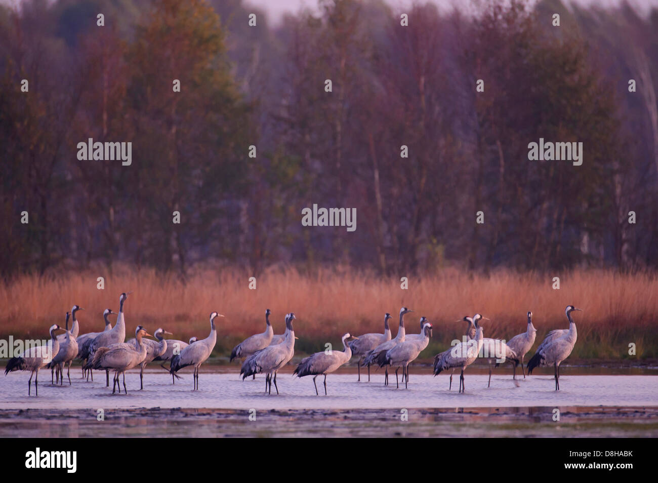 Sleeping crane hi-res stock photography and images - Alamy