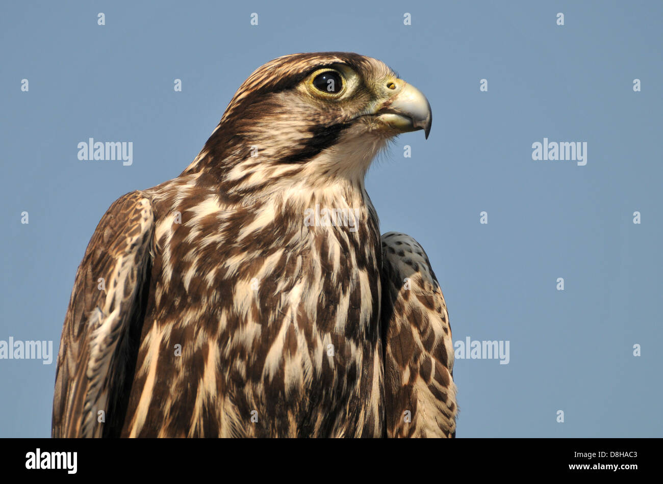 Saker falcon hawk hi-res stock photography and images - Alamy