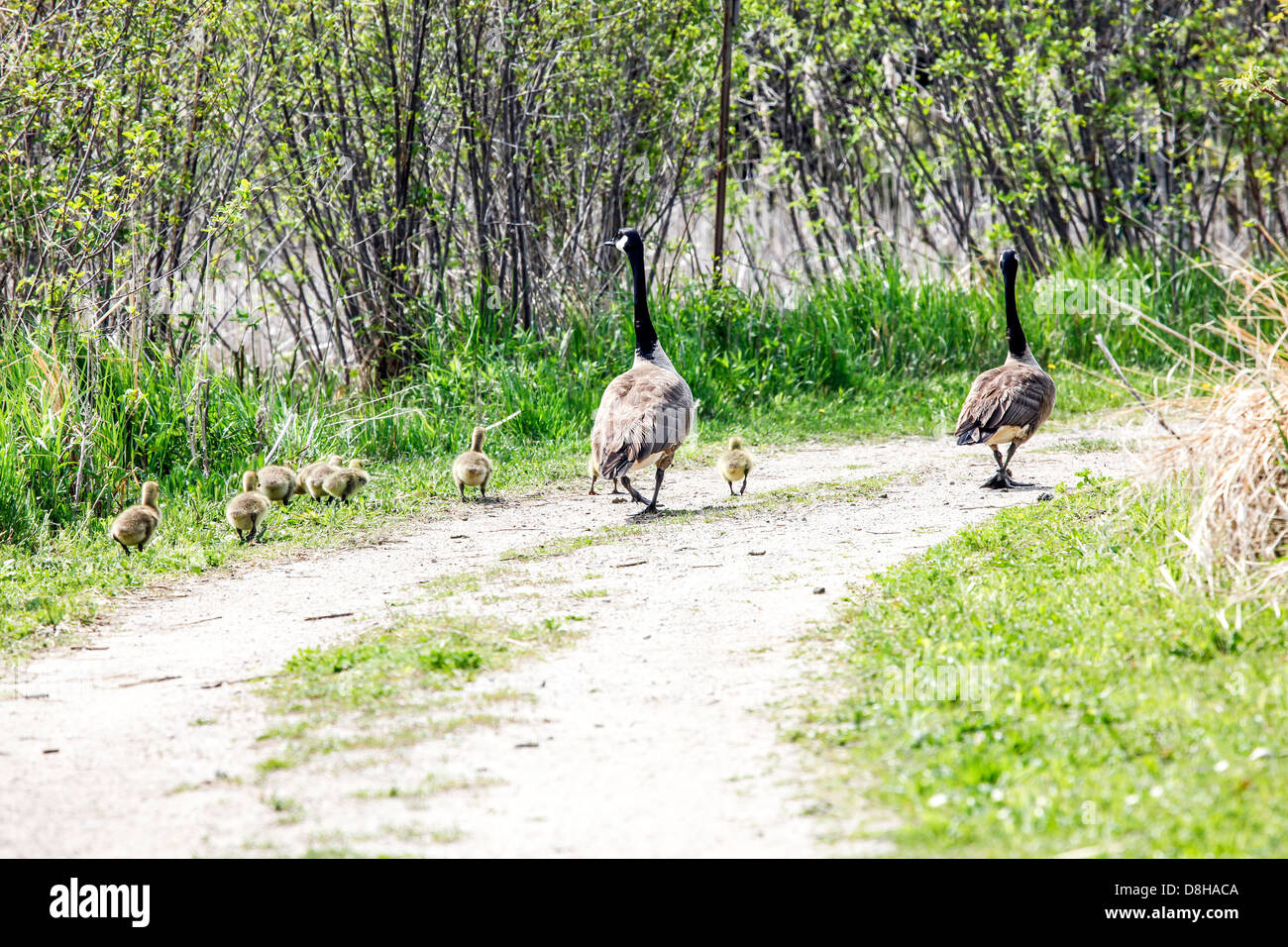 Wye marsh midland ontario hi-res stock photography and images - Alamy