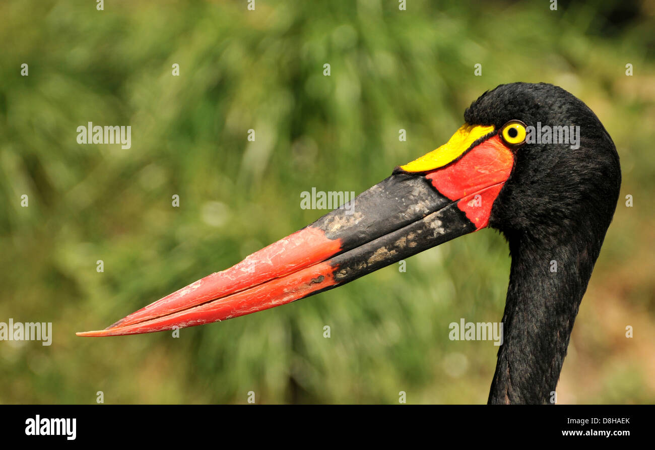 Sattelstorch hi-res stock photography and images - Alamy
