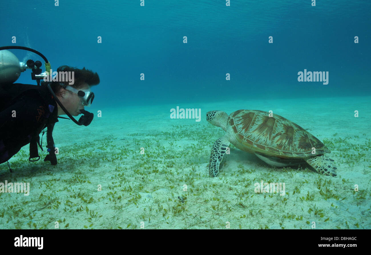 Turtle with diver Stock Photo - Alamy