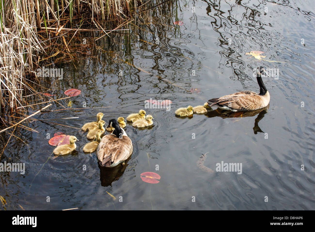 Wild Canadian or Canada Geese Family with 9 Gosling's or Canada Goose ...