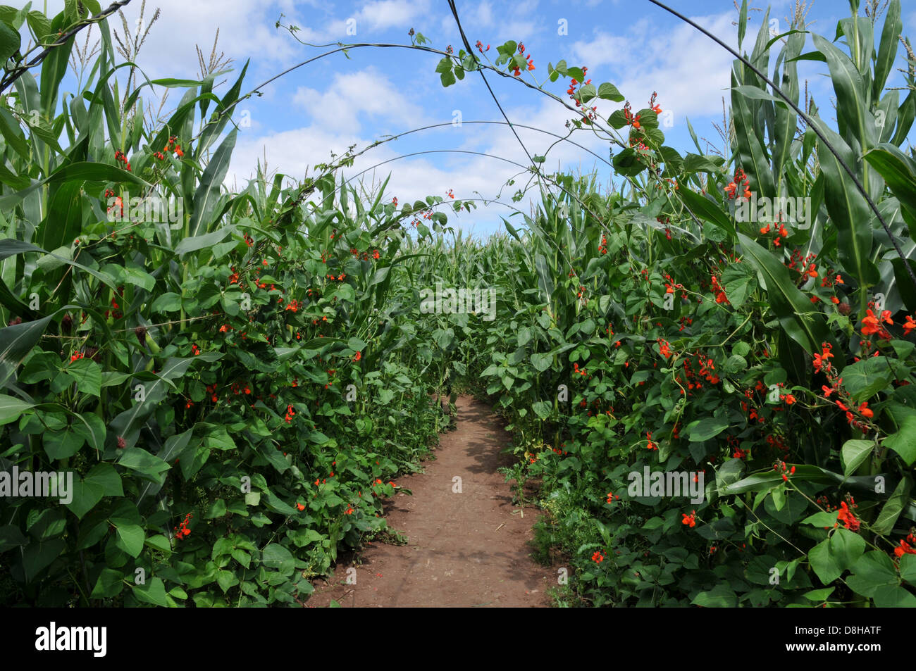 Bean Magnificent High Resolution Stock Photography and Images - Alamy