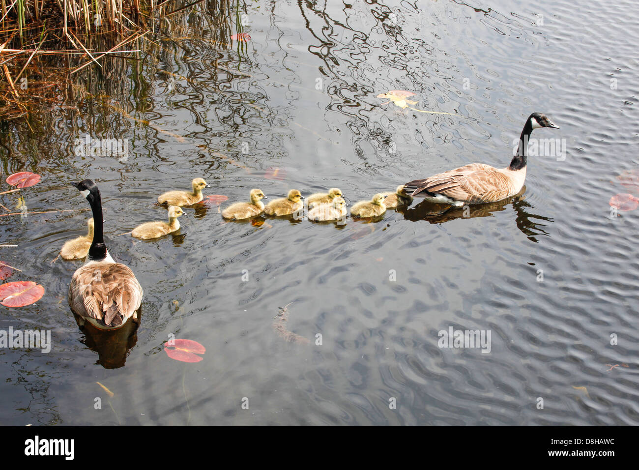 Wye marsh midland ontario hi-res stock photography and images - Alamy