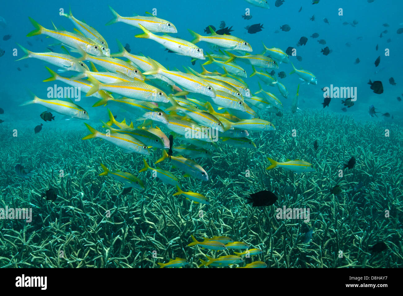 Barbs hi-res stock photography and images - Alamy