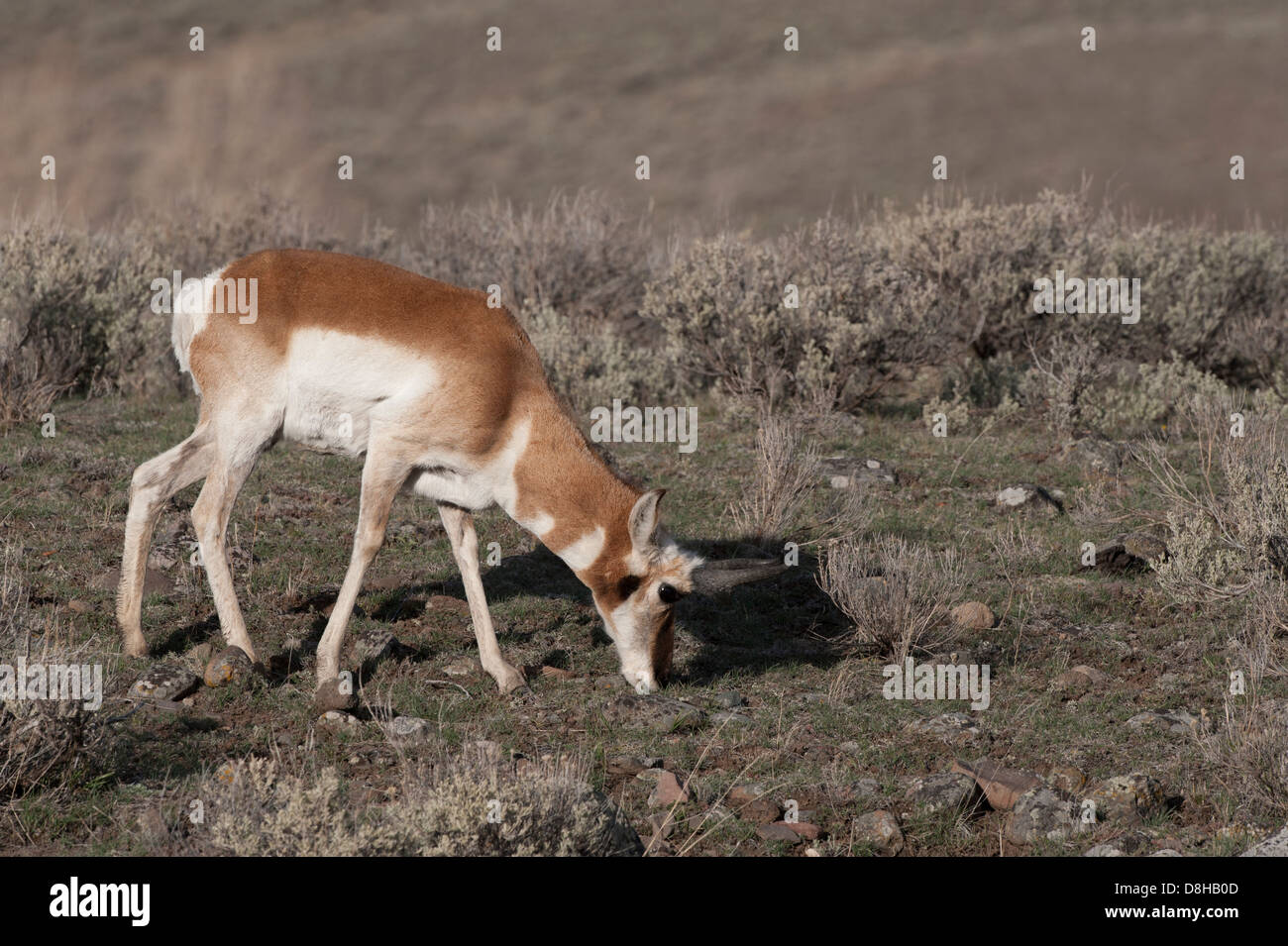 Antelope, Pronghorn Antelope, Male Pronghorn Antelope, Buck ...