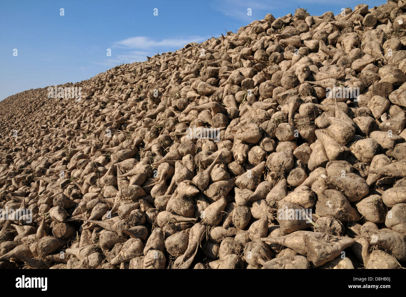 Sugar beet fields hi-res stock photography and images - Alamy