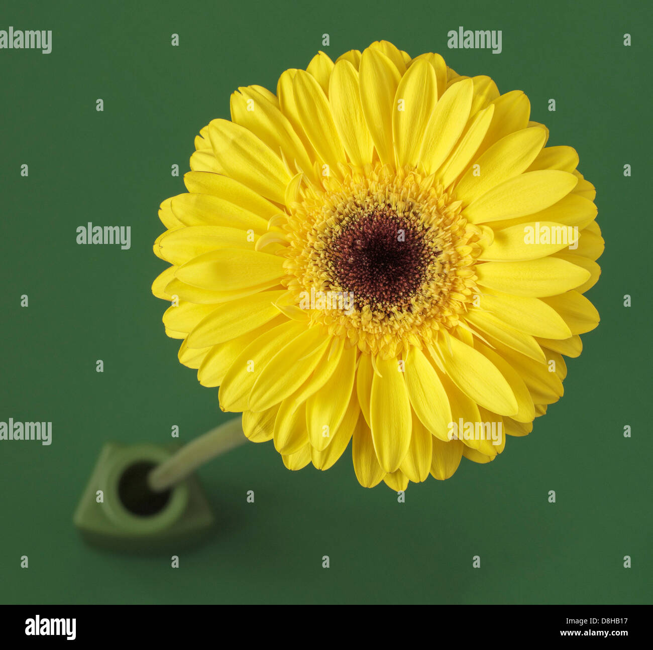 Yellow gerbera in green vase Stock Photo - Alamy