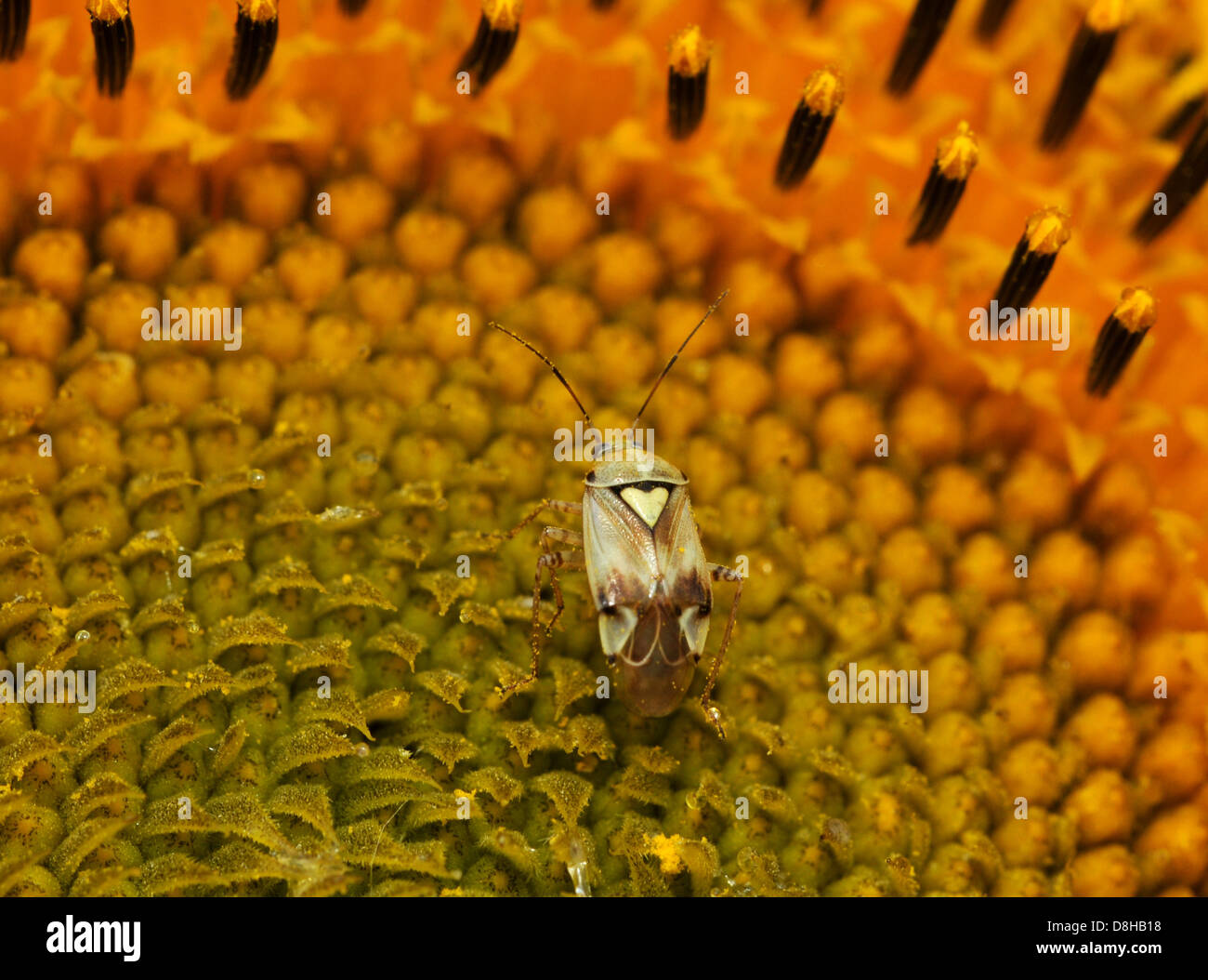 Common Meadow Bug on Sunflower Stock Photo - Alamy