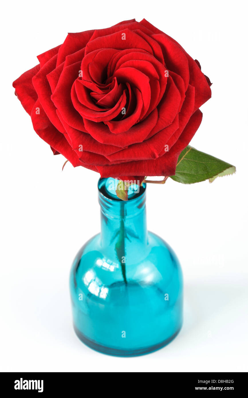 Single rose and vase hi-res stock photography and images - Alamy