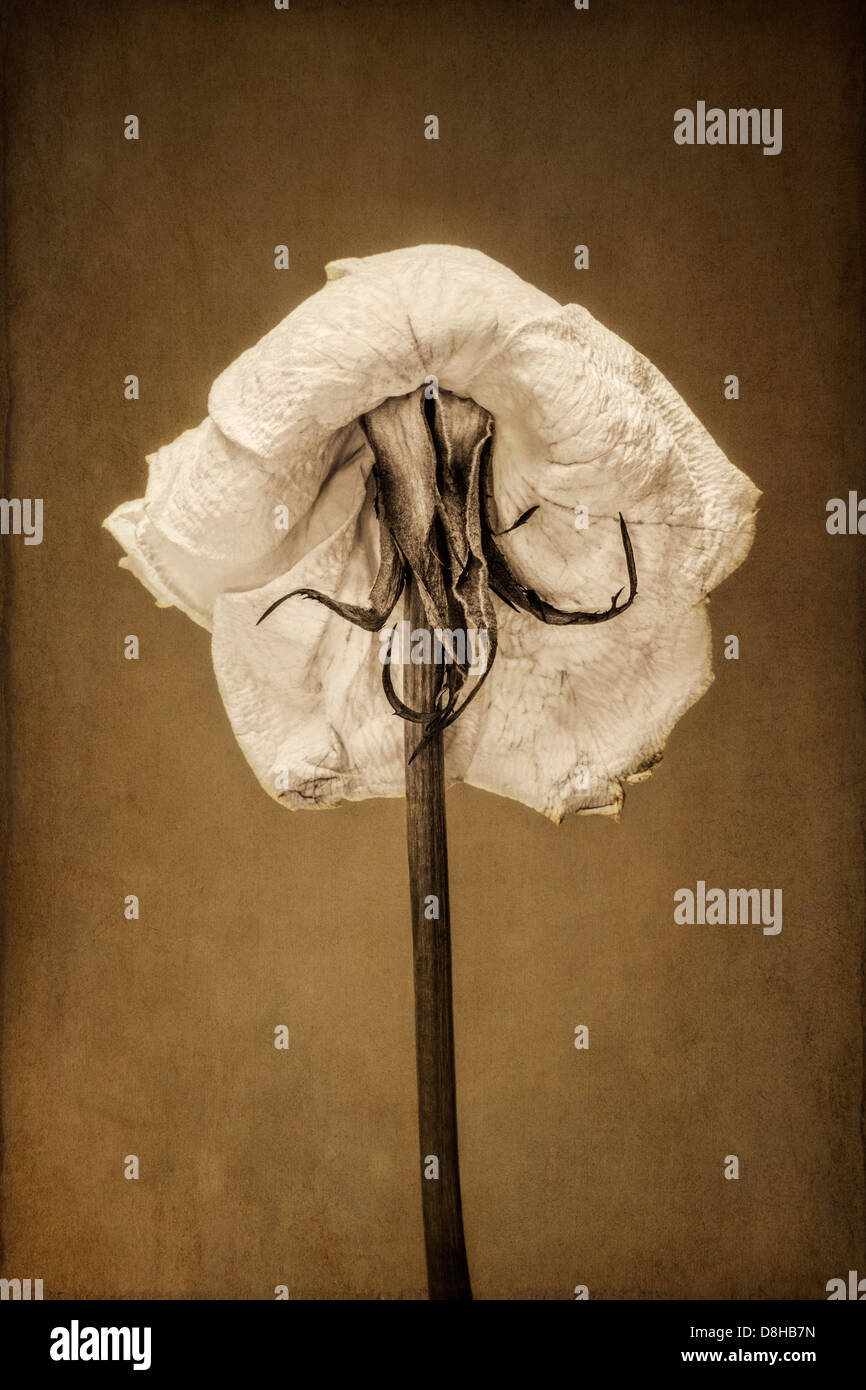 Back view of a dying white rose with texture overlay Stock Photo - Alamy