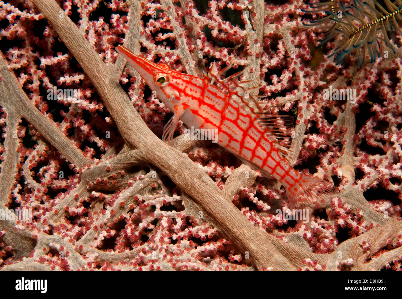 Long snouts hi-res stock photography and images - Alamy