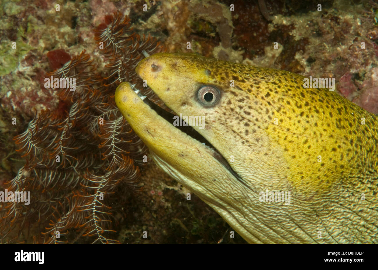 Giant yellow star hi-res stock photography and images - Alamy