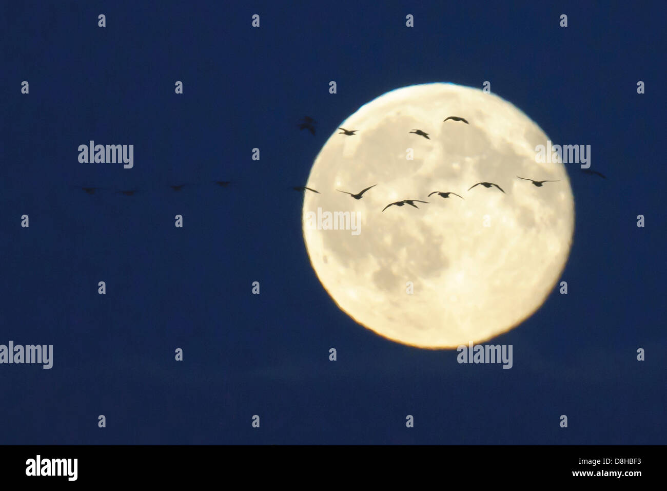 full moon with migratory birds, goldenstedter moor, lower saxony ...