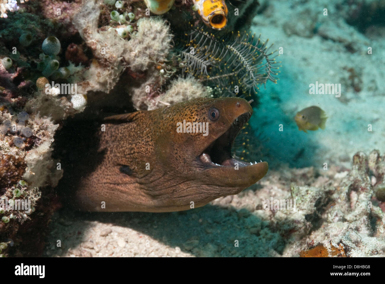 Giant Moray on the seabed Stock Photo - Alamy