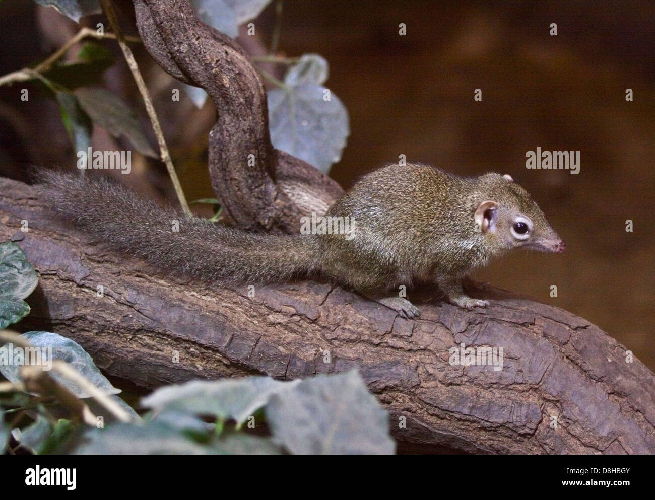 Northern tree shrew tupaia belangeri hi-res stock photography and ...
